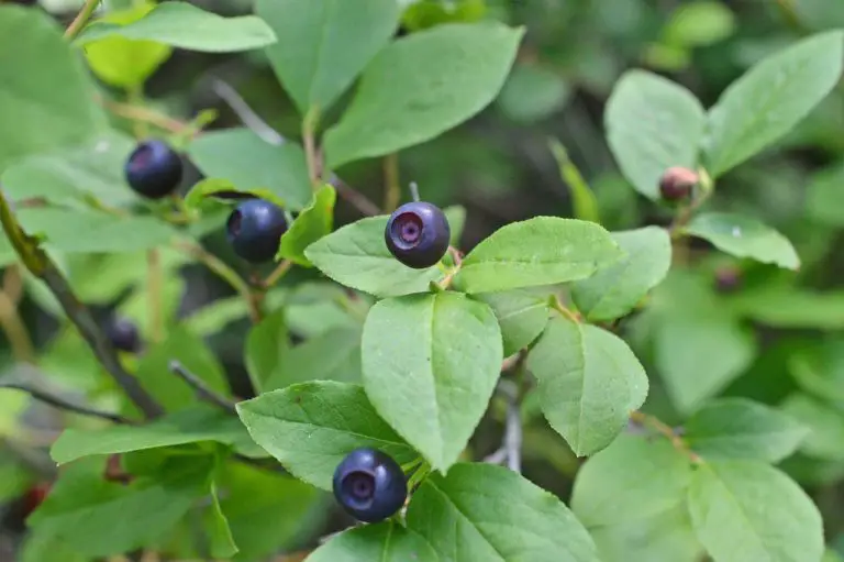 10 Incredibly Safe Berries to Eat In The Wild - Outdoor Fads