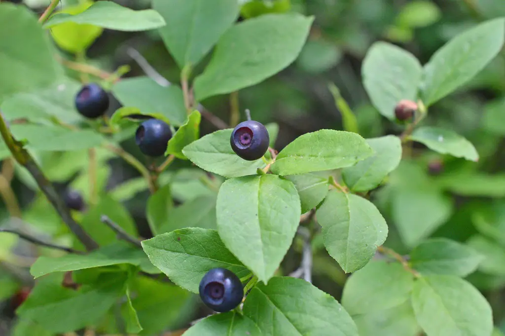 10 Incredibly Safe Berries to Eat In The Wild - Outdoor Fads