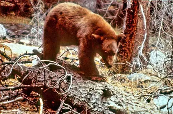 How to Use a Bear Canister Properly While Backpacking - Outdoor Fads