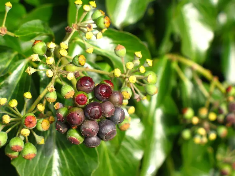 How to Identify Poison Berries & 10 Poisonous Wild Berries to Avoid ...