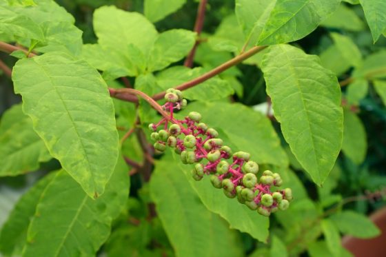 How to Identify Poison Berries & 10 Poisonous Wild Berries to Avoid ...